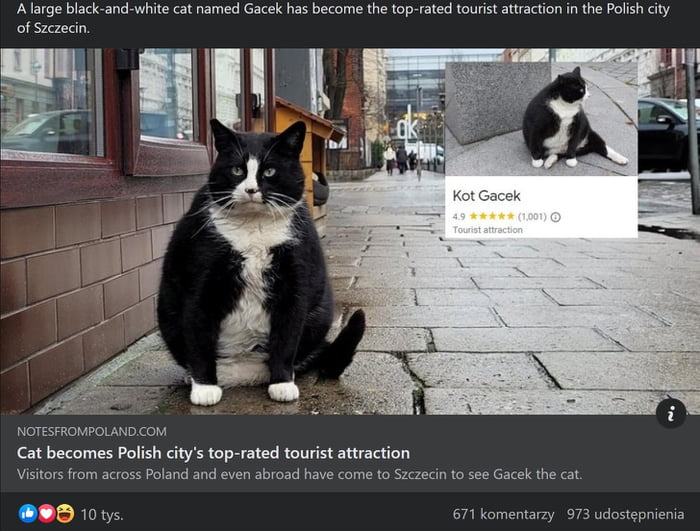 Gatze. Gatze streicheln - 9GAG