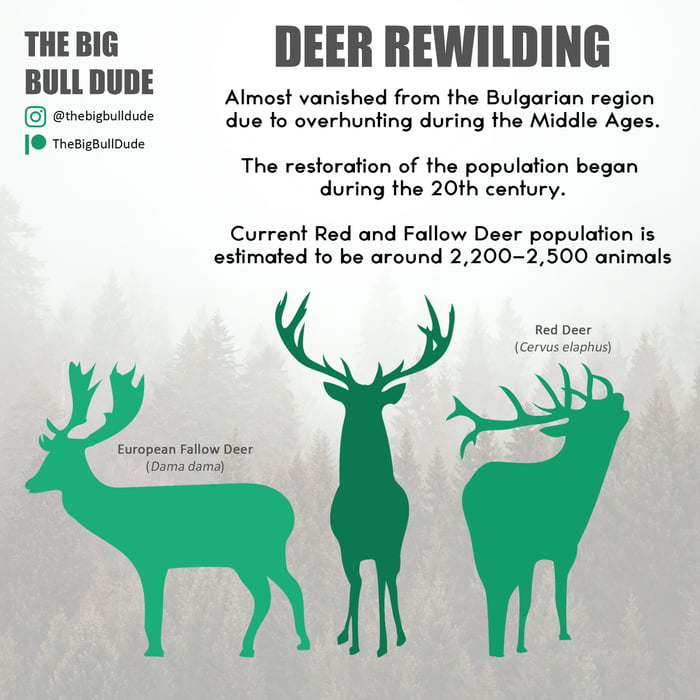 Red and Fallow Deer have returned to the Rhodope Mountains after almost ...