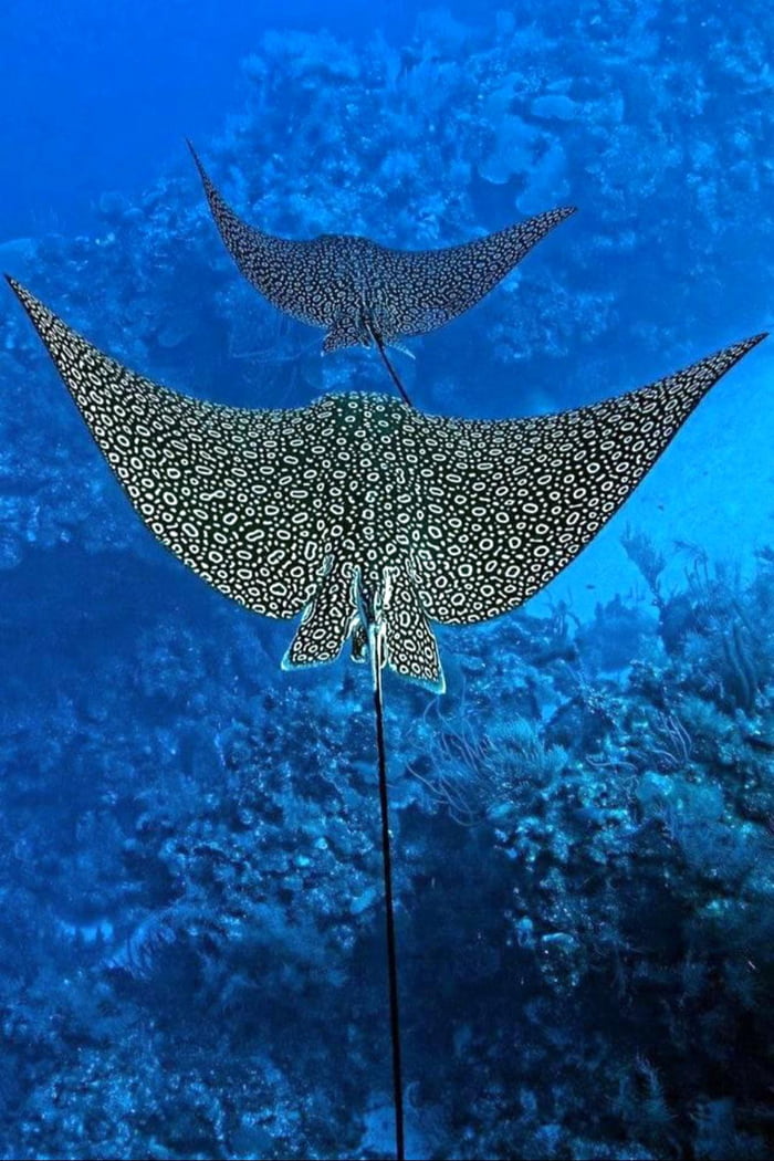 This Spotted Eagle Ray duo's patterns - 9GAG