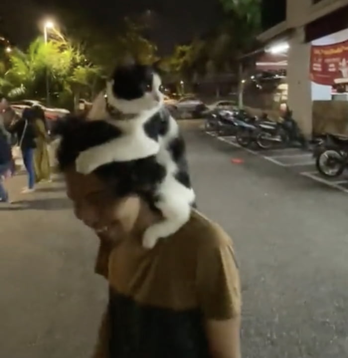 Man Spotted Walking Around With Cat On Head - 9GAG