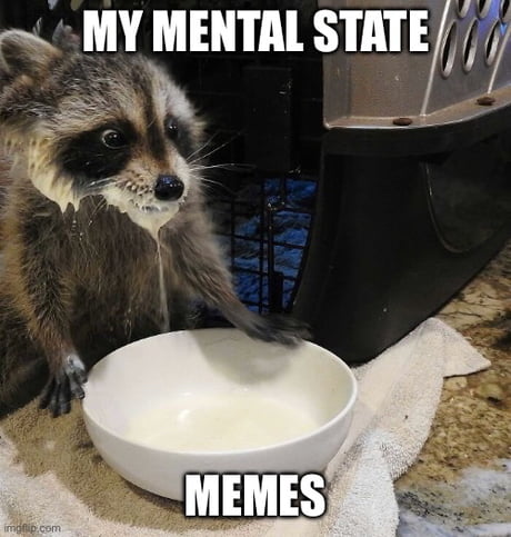 Best Funny racoon Memes - 9GAG