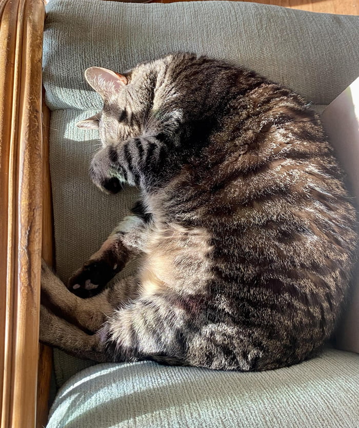 Kitties are silly creatures - 9GAG