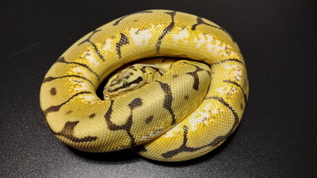 Best Funny python Memes - 9GAG