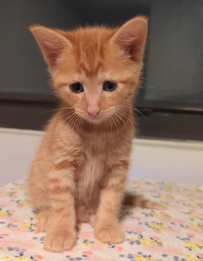 Frax is sorry for being so smol - 9GAG