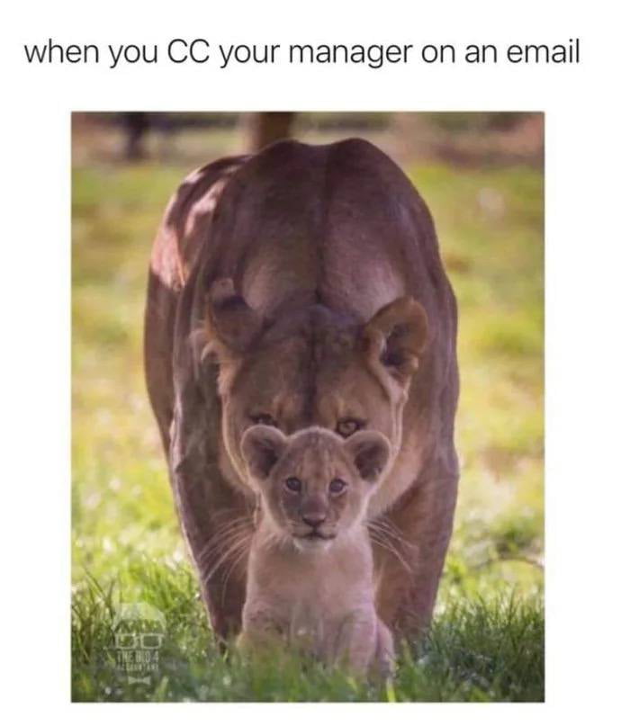 When you CC your manager on an email - 9GAG