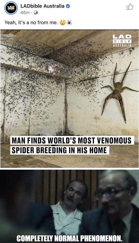 Big Scary Spiders Meme