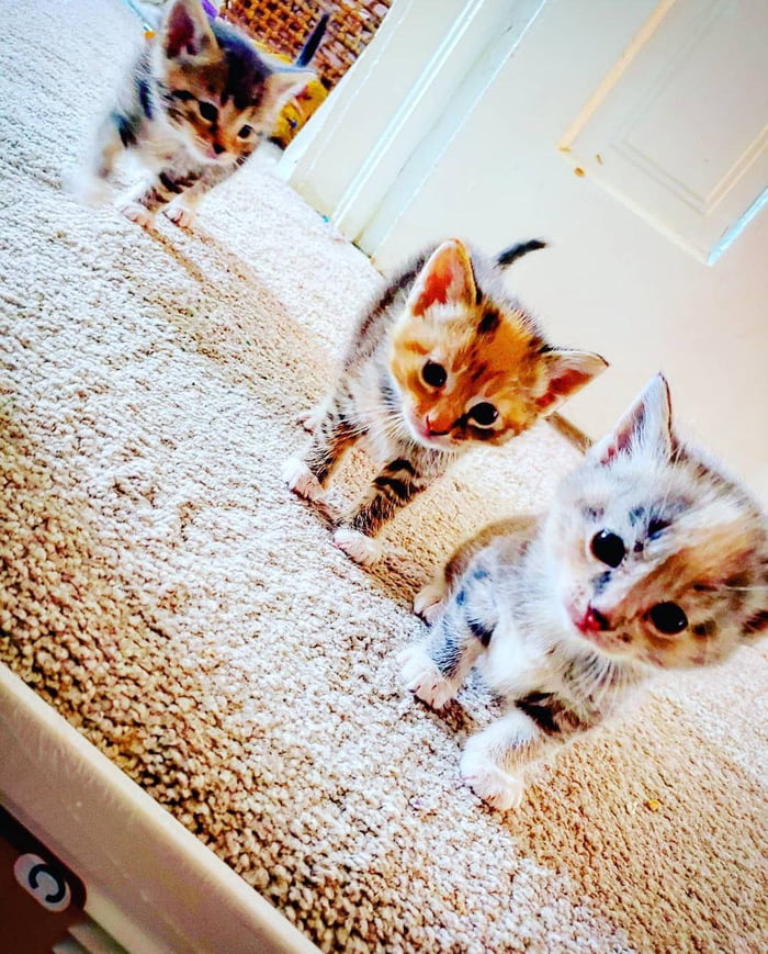 Three cats on the run for being illegally smol - 9GAG