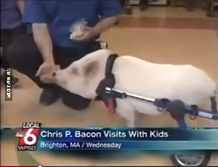 Chris P. Bacon - 9GAG