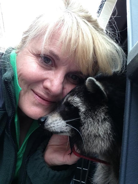 Oreo, The Real-Life Model For Rocket Raccoon In ‘GOTG’ Has Passed Away ...
