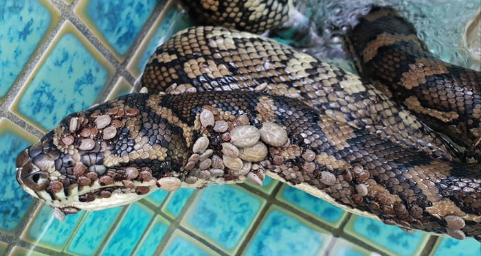 A Snake Covered In 511 Paralysis Ticks Discovered In Pool - 9GAG
