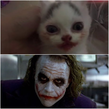 Joker Cat Grumpy