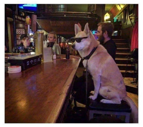 Either this dog is blind asf or he is the coolest dog ever – Wow look ...