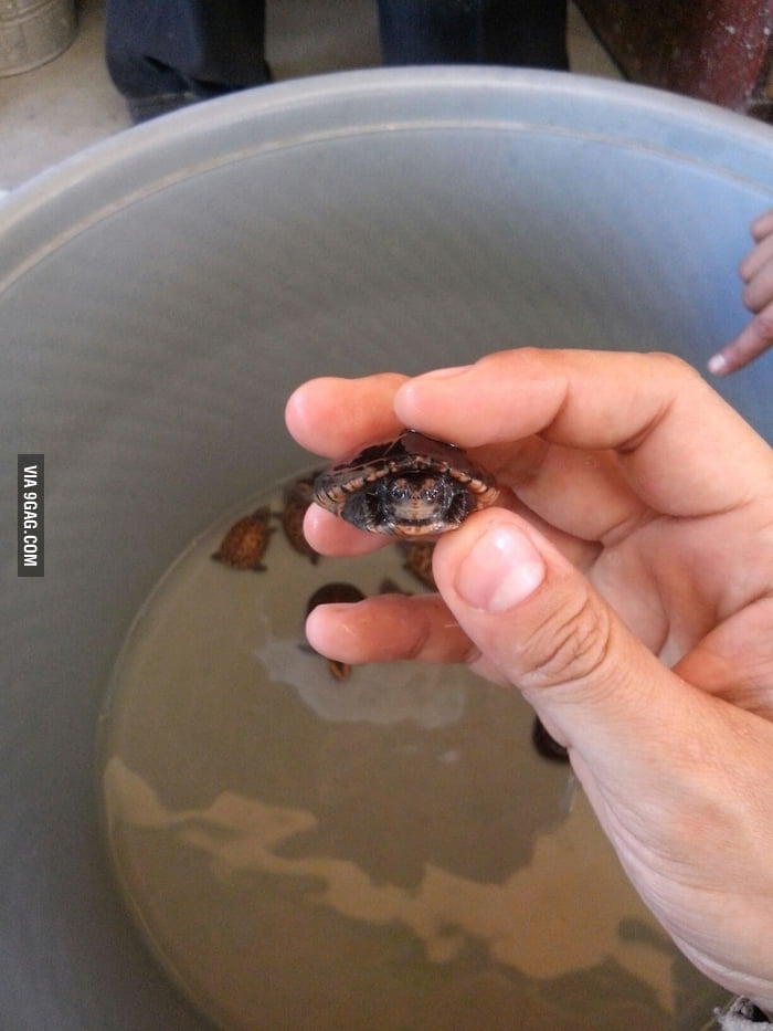 Baby Pochitoque turtle - 9GAG