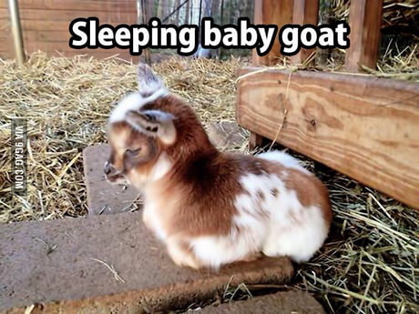 Funny Baby Goat Memes Credit @justicesherae (tiktok), #funnygoats