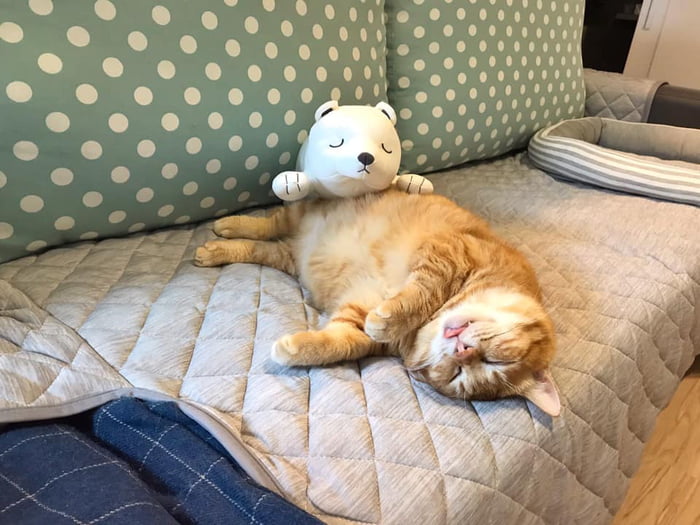 Meet Fat Xiang, The Chonk Who Is Always Tired - 9GAG