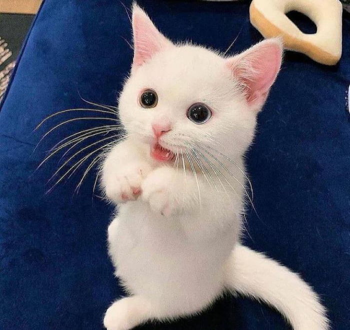 Cutest smol cat - 9GAG