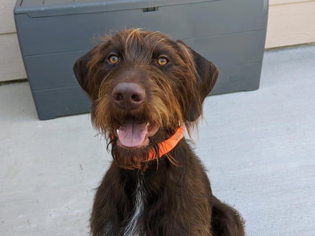 Wirehaired Pointing Griffon Lab Mix