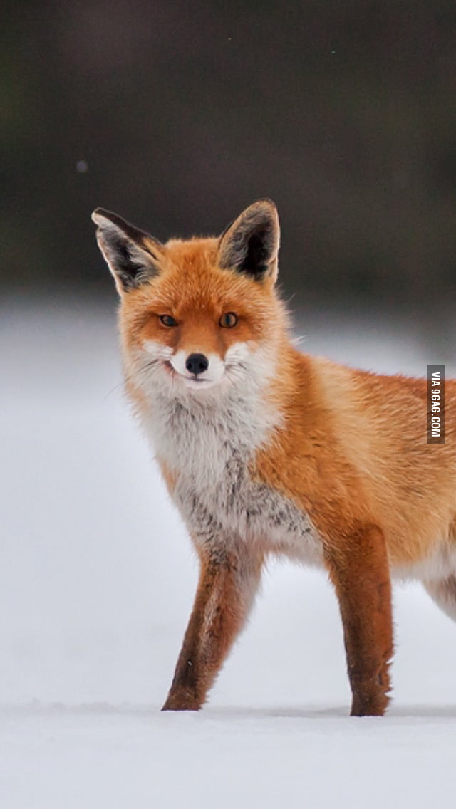 Dat look - 9GAG
