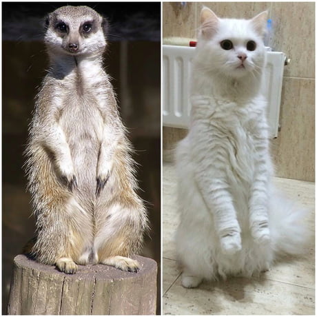 Meerkat With Cats