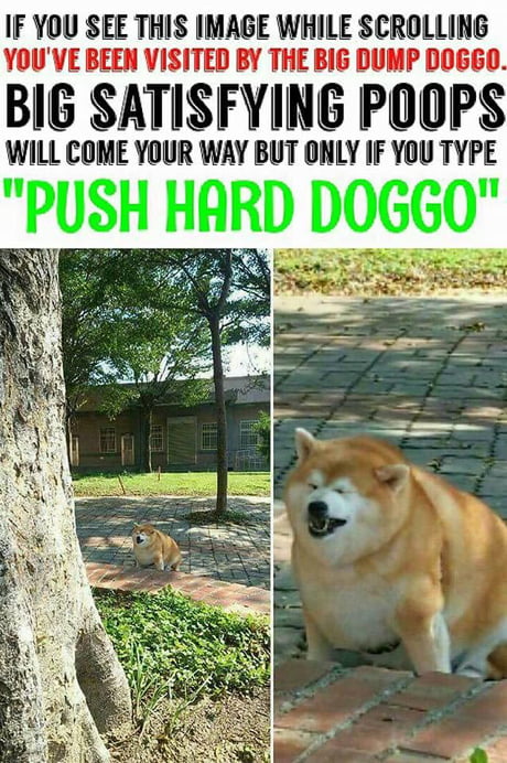 Doggo Push Harder Everything You Need To Understand About Dog