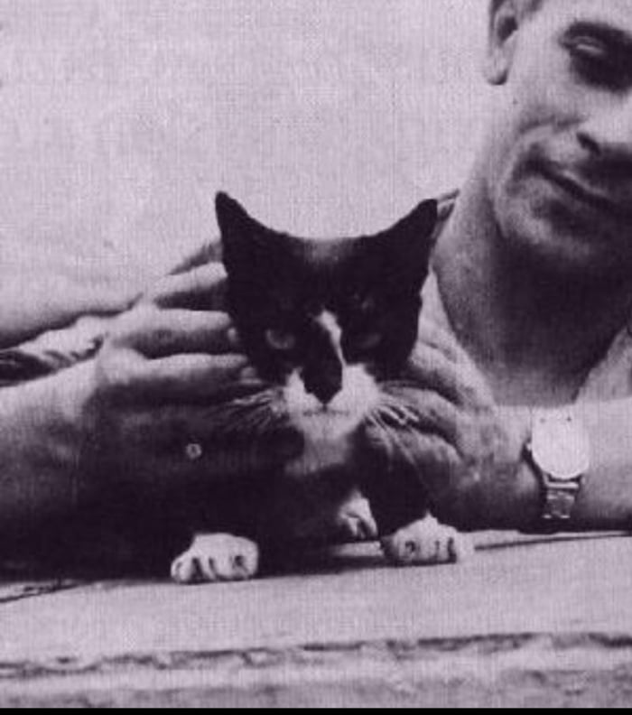 Simon was a ship's cat who served on the Royal Navy sloop-of-war HMS ...