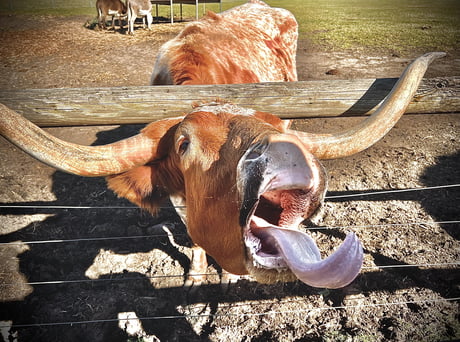 Panda without the black spots around his eyes - 9GAG