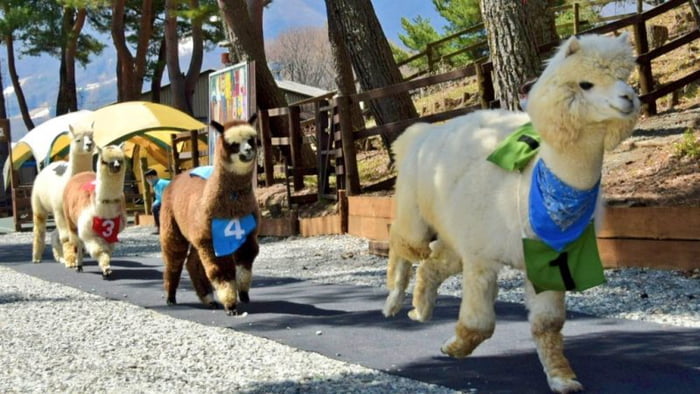 There's An Actual Alpaca Race In Japan - 9GAG