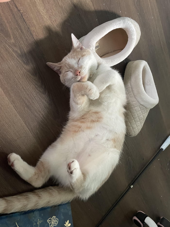 Please admire my adorable cat son :) - 9GAG