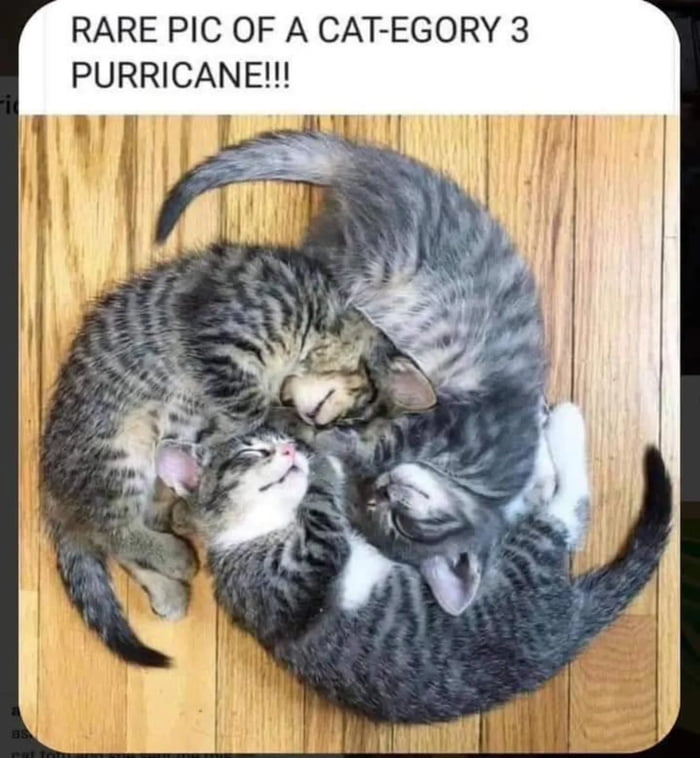 Prepare for a whirlwind of cuteness - 9GAG