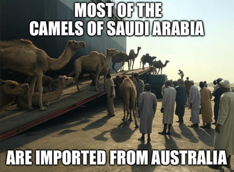 Memes Epn Arabia 29 Arab Memes Ideas | Arabic Memes, Muslim Meme,