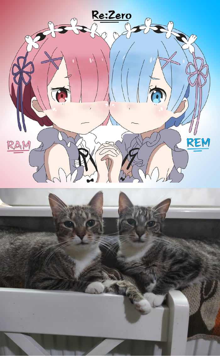 These are my cat twins - Ram and Rem - 9GAG