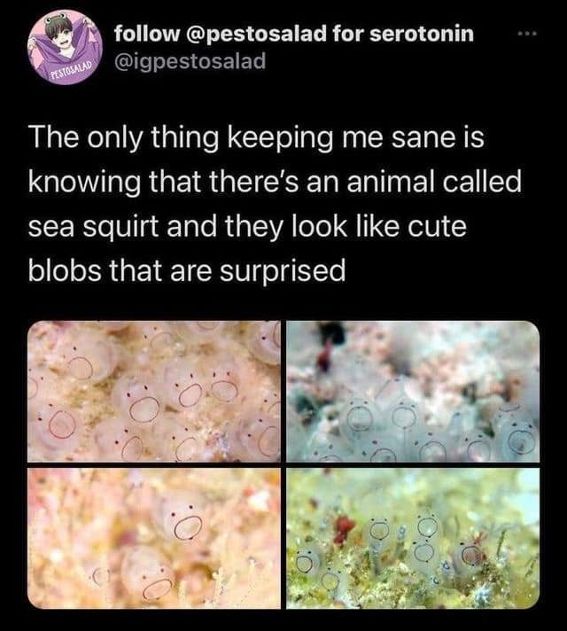 They're absolutely adorable - 9GAG