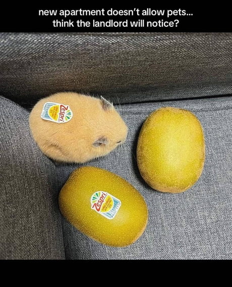 Best Funny hiding Memes - 9GAG