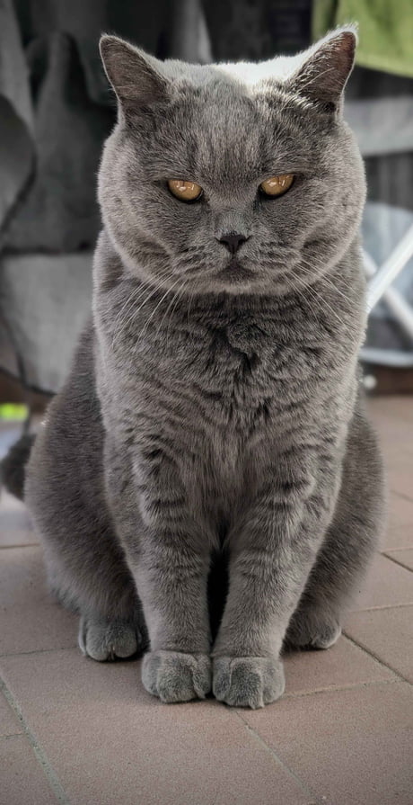 Best Funny british shorthair Memes - 9GAG
