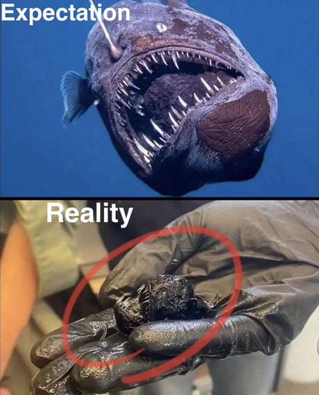 Best Funny big black fish Memes - 9GAG