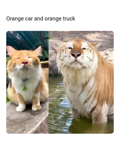 Best Funny tiger Memes - 9GAG