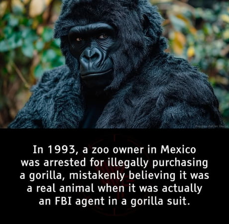 Grappige Gorilla Meme Funny Gorilla GIFs | Tenor