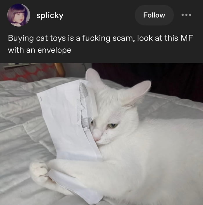 My cat prefers a cardboard box over anything I buy it - 9GAG