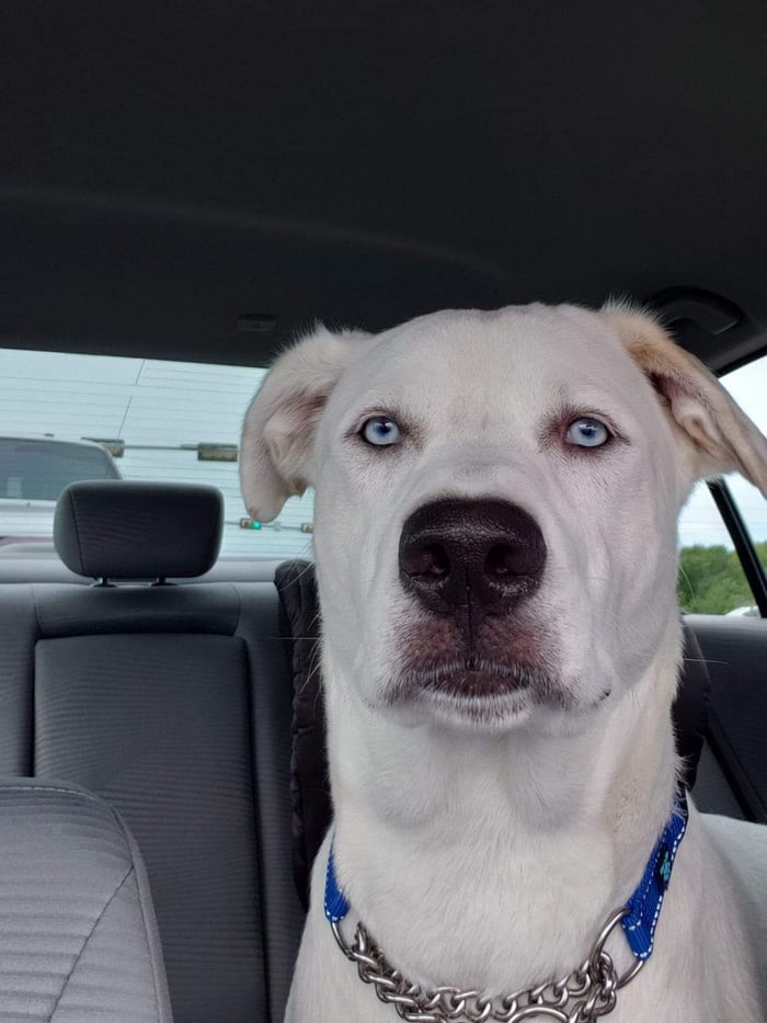 My friend's dog looks like Brian Griffin from Family guy - 9GAG