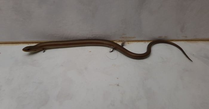 Snake with Legs?! - 9GAG