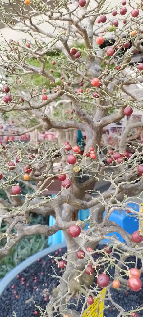 Best Funny bonsai Memes - 9GAG