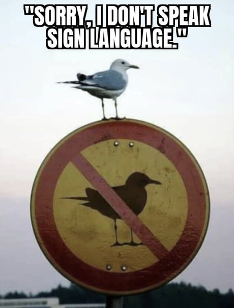 Best Funny seagull Memes - 9GAG