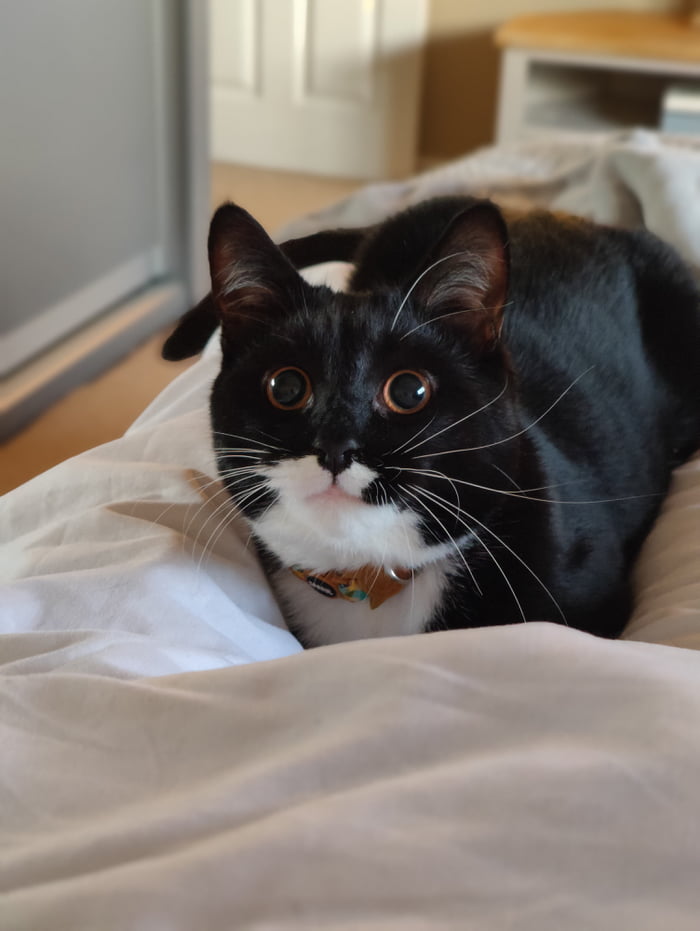 Kitty softpaws - 9GAG