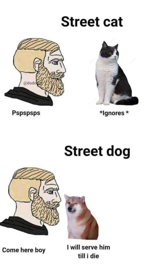 Please do not the cat Do the dog - 9GAG