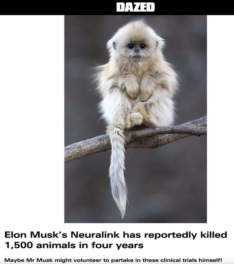 Best Funny neurolink Memes - 9GAG