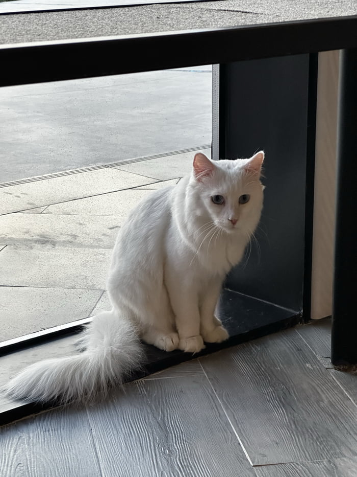 Cat, doge, or wolf? - 9GAG