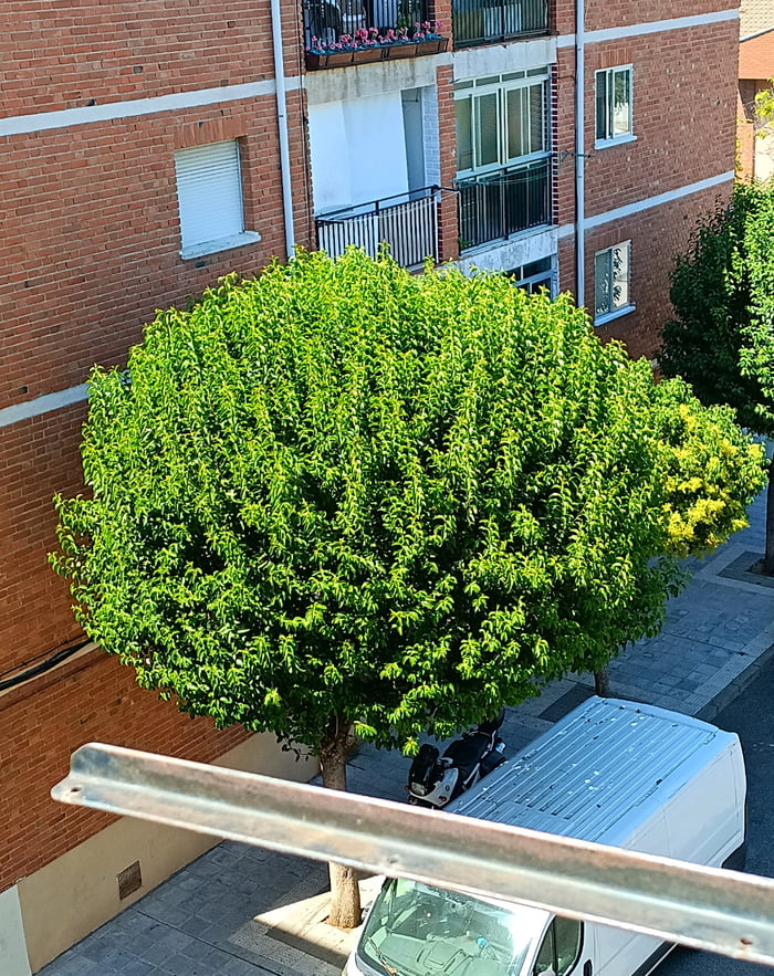 This tree looks like it has copy-pasted textures - 9GAG