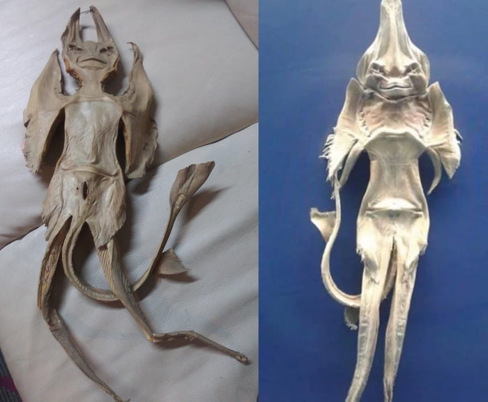 JUST FOUND OUT WHAT A DRIED STINGRAY LOOKS LIKE WHAT THE HELL 9GAG JUST FOUND OUT WHAT A DRIED STINGRAY LOOKS LIKE WHAT THE HELL 9GAG