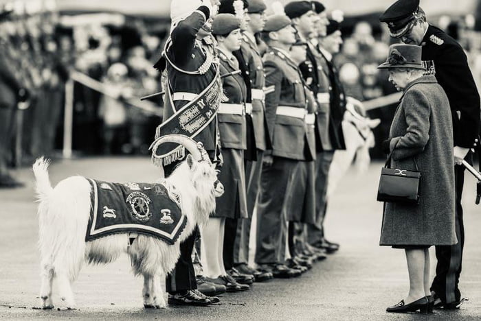 Queen Elizabeth meets Roger the Goat who killed 20 men and took another ...