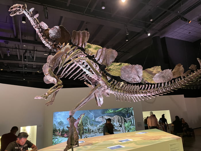 An incredible reconstruction of a Stegosaurus rearing up! I really ...